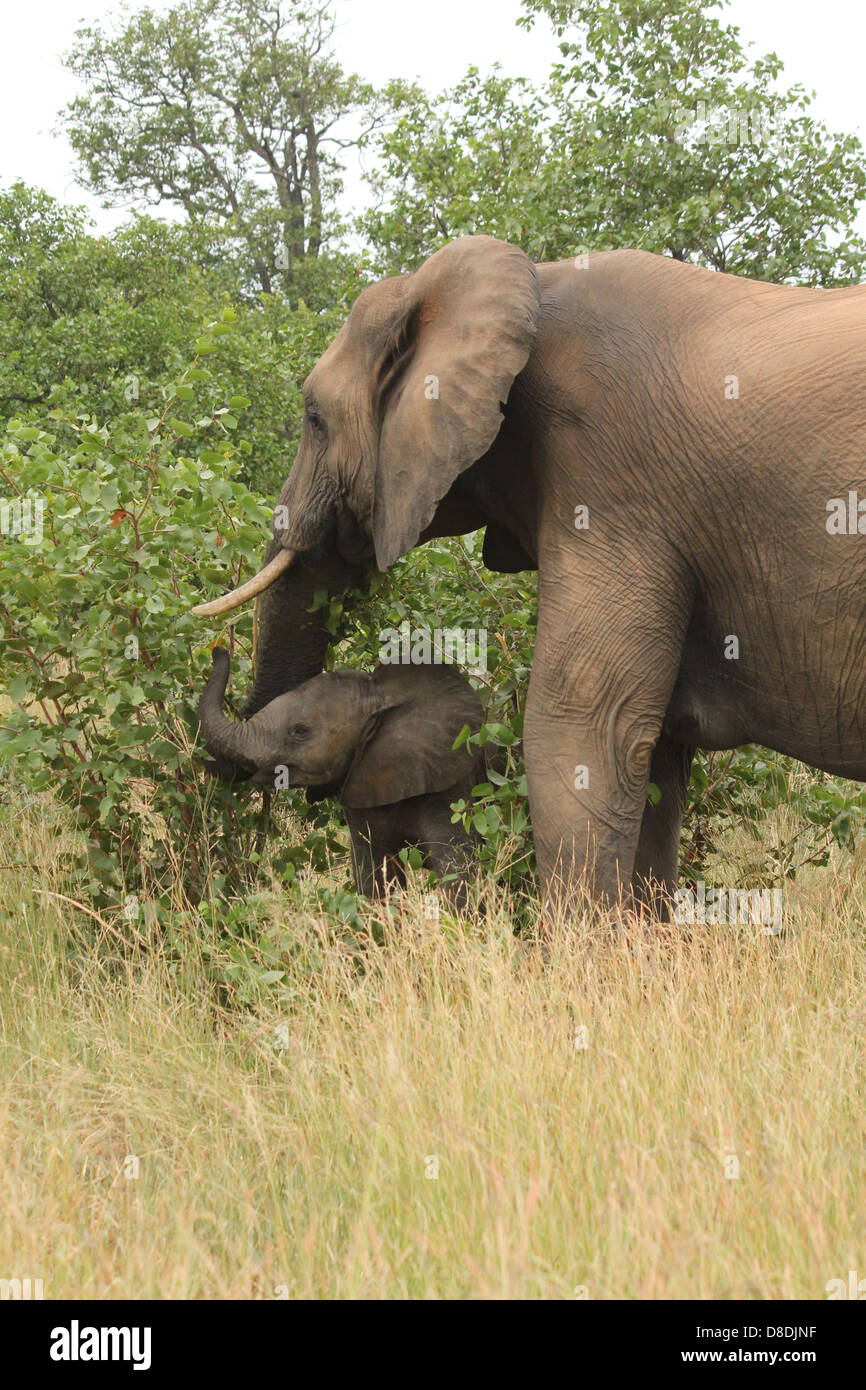 Learning how to eat Stock Photo - Alamy