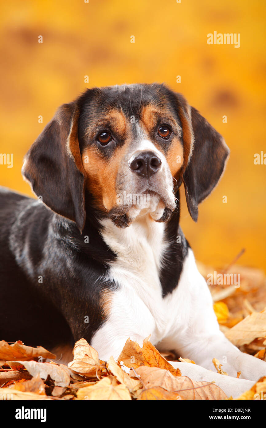 Beagle, bitch / autumn foliage |Beagle, Huendin / Herbstlaub Stock ...
