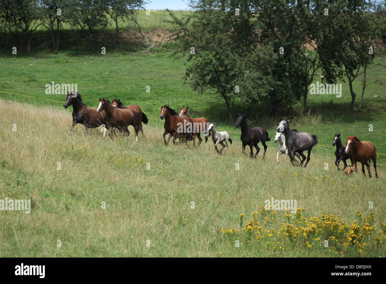 Running into bush High Resolution Stock Photography and Images - Alamy