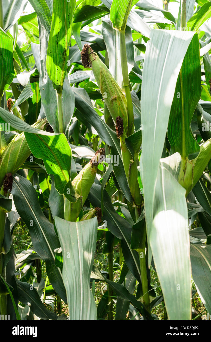 Corn farm nature in the countryside agriculture Thailand Stock Photo ...