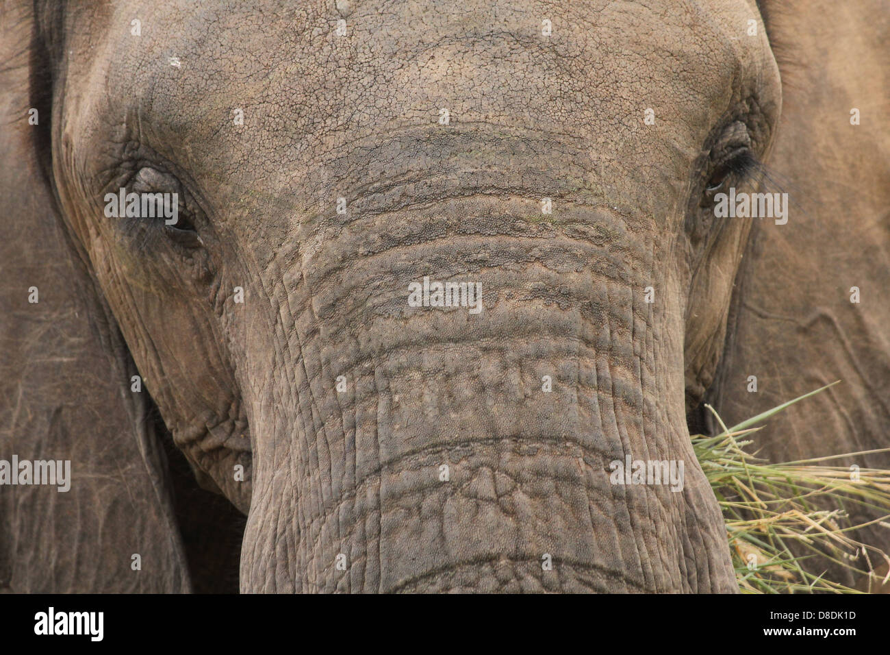 Elephant eyes hi-res stock photography and images - Alamy