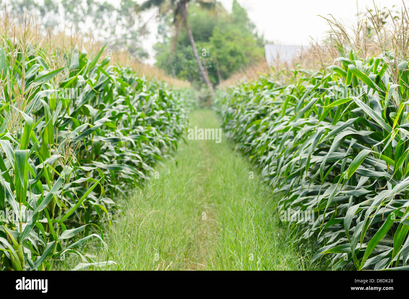 Corn farm nature in the countryside agriculture Thailand Stock Photo ...