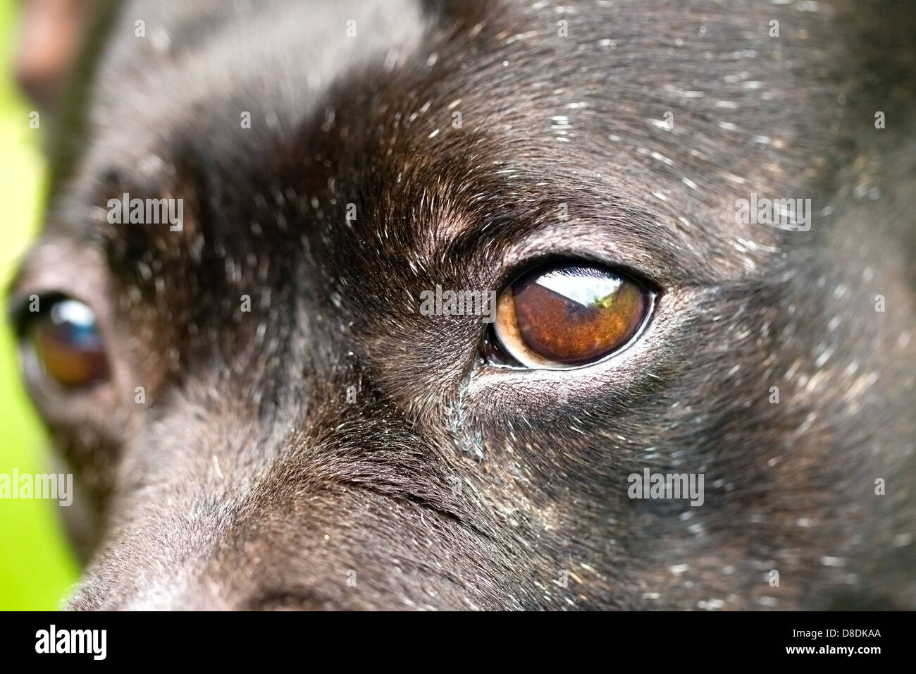 A close up of a Dog's eye Stock Photo - Alamy
