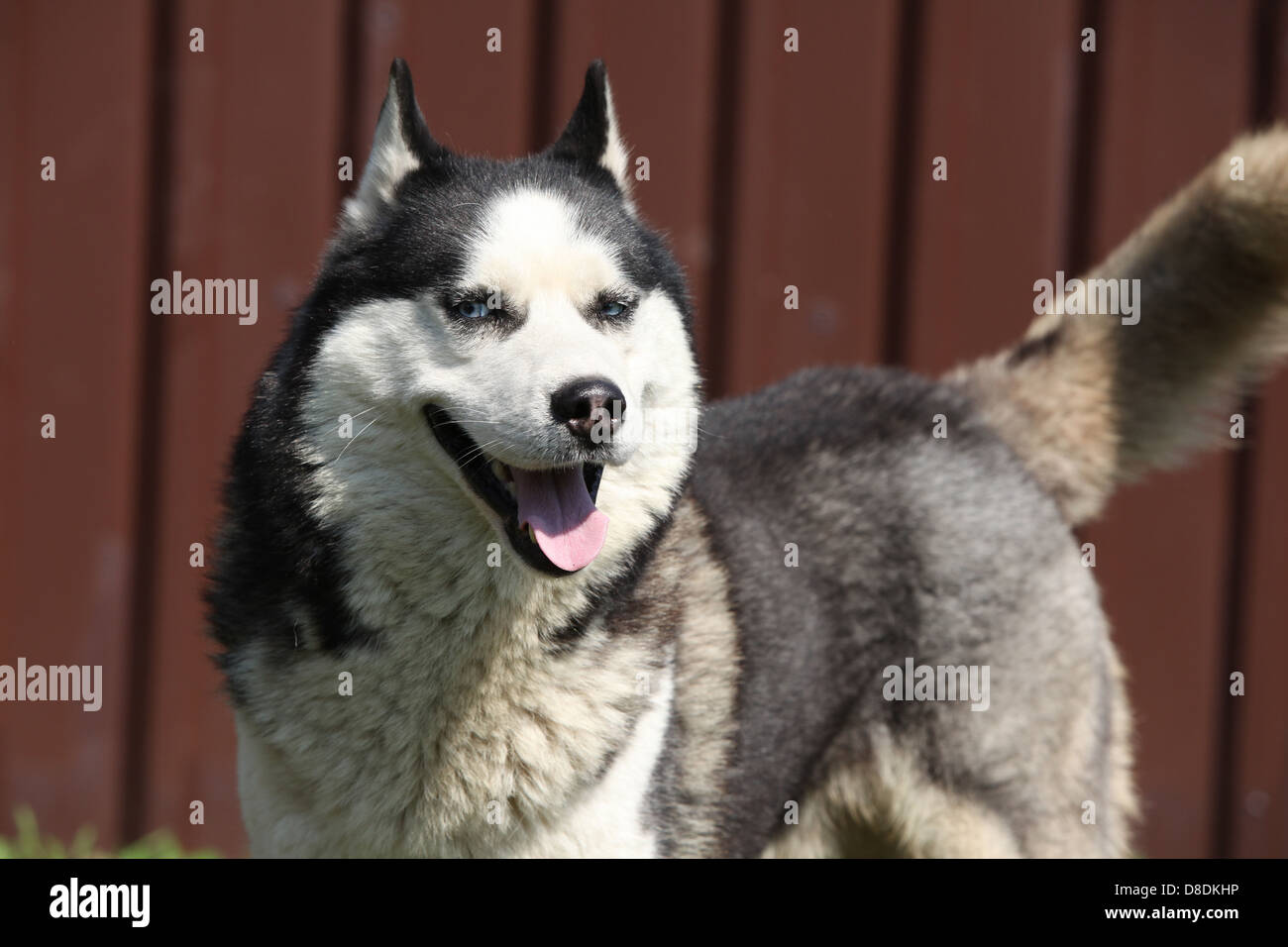 Grey Siberian husky in front of brown fence Stock Photo - Alamy