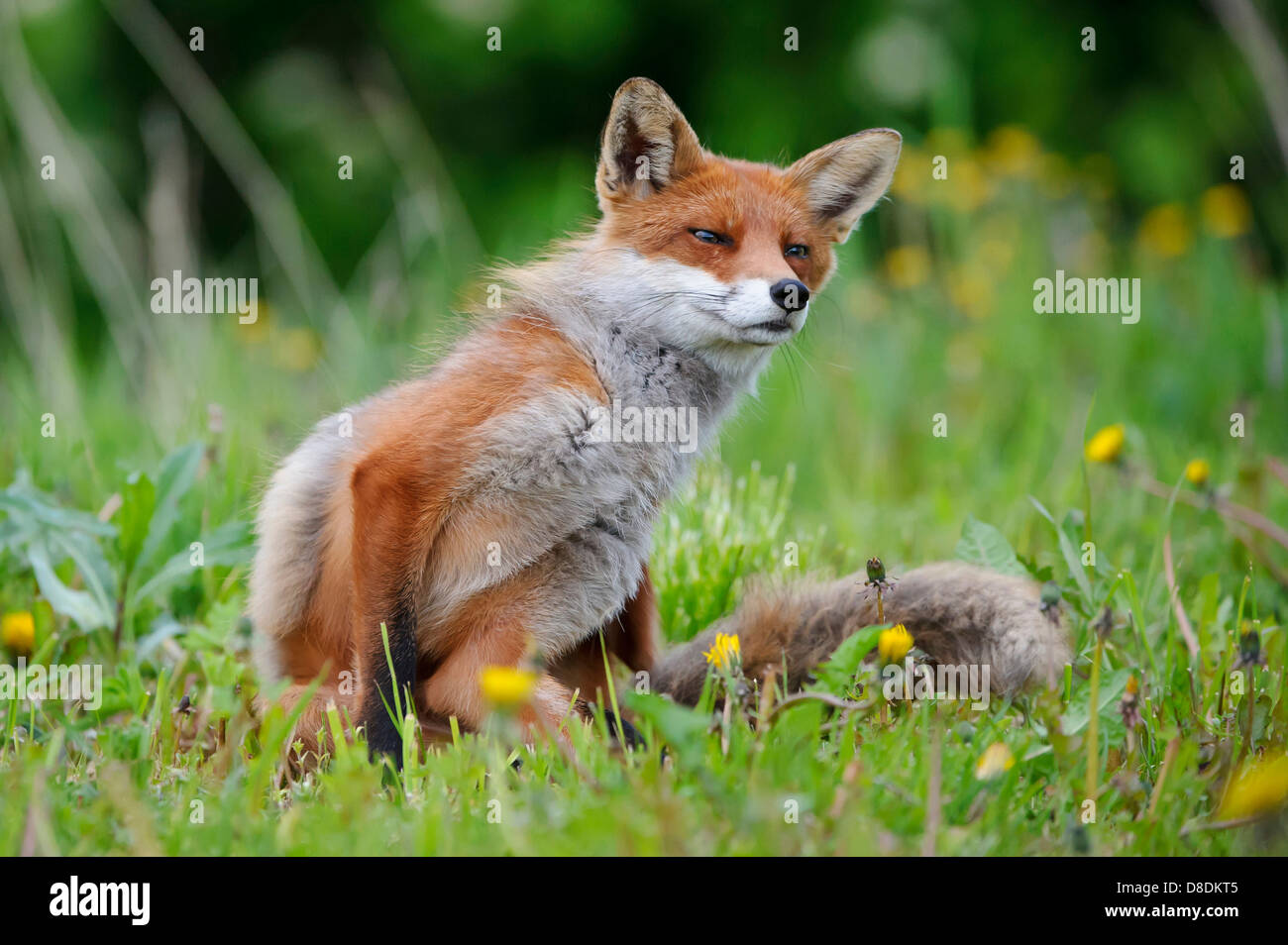 red fox, vulpes vulpes, lauvsnes, norway Stock Photo - Alamy