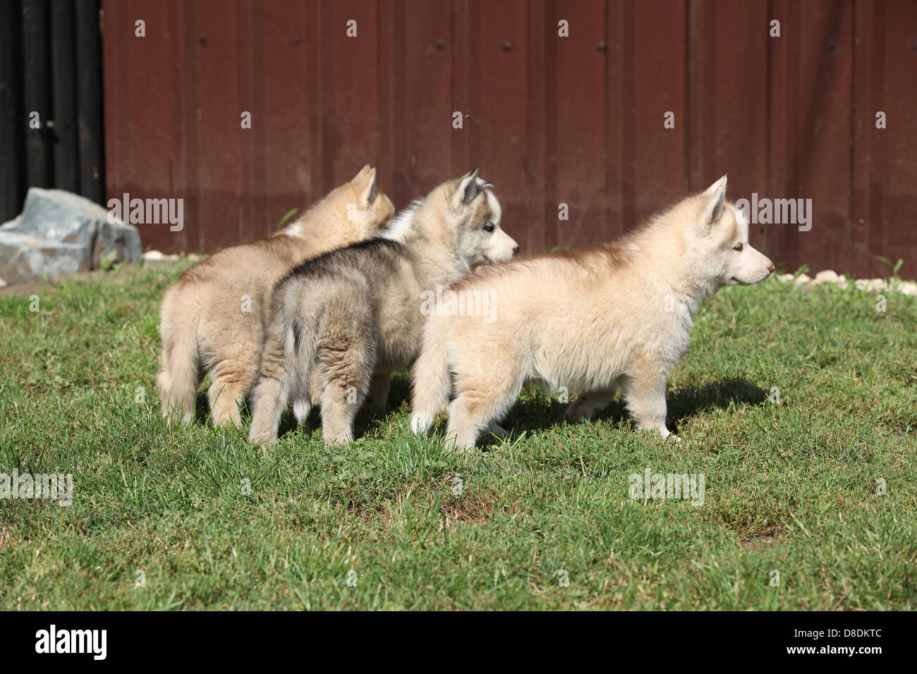 Three Siberian husky puppies standing in a row Stock Photo - Alamy