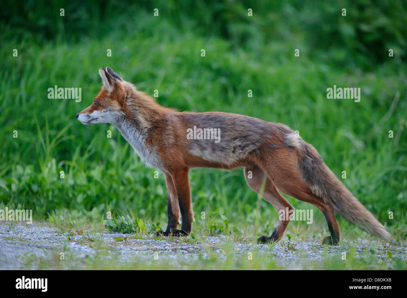 red fox, vulpes vulpes, lauvsnes, norway Stock Photo - Alamy