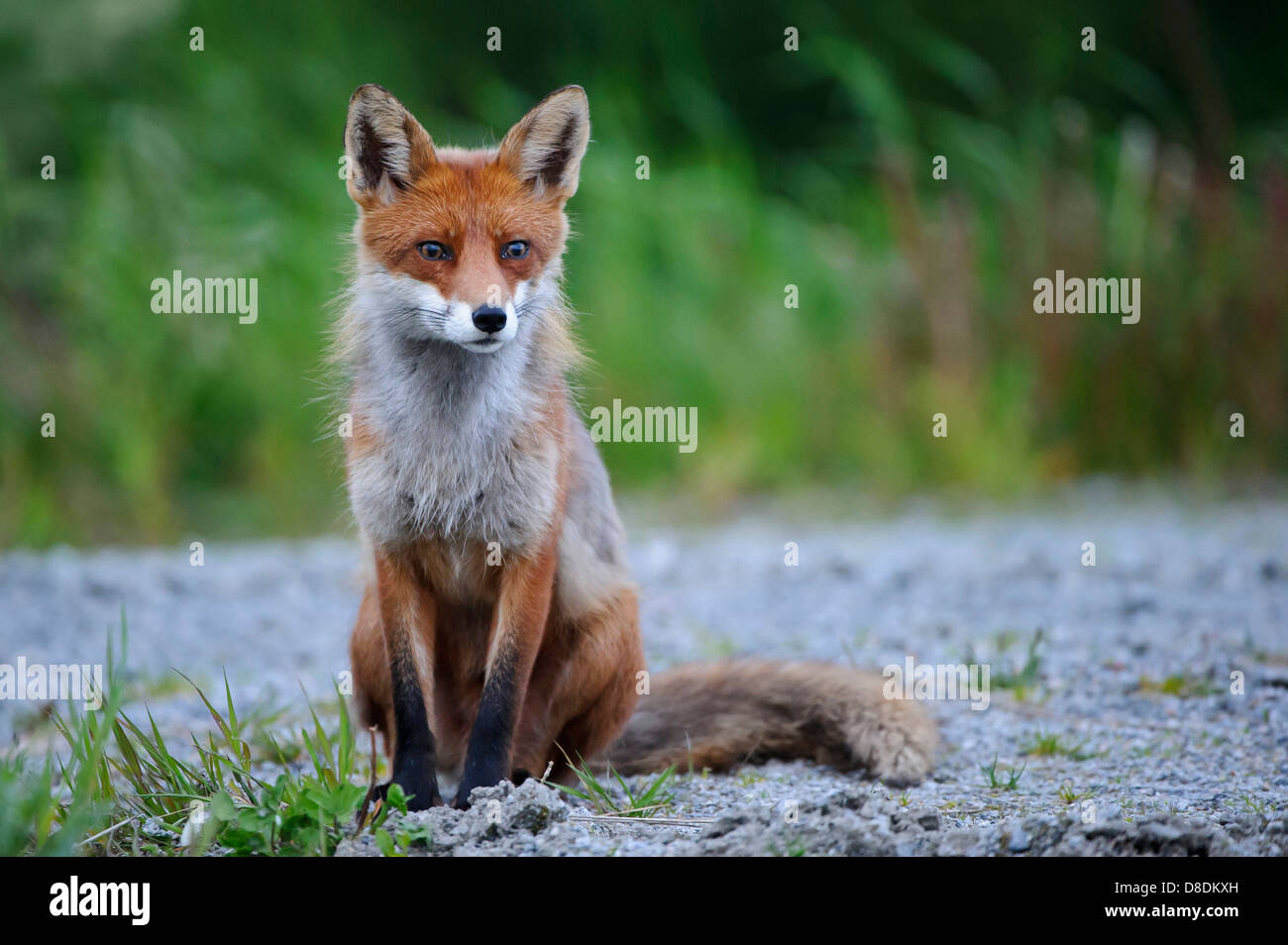 Vulpes hi-res stock photography and images - Alamy