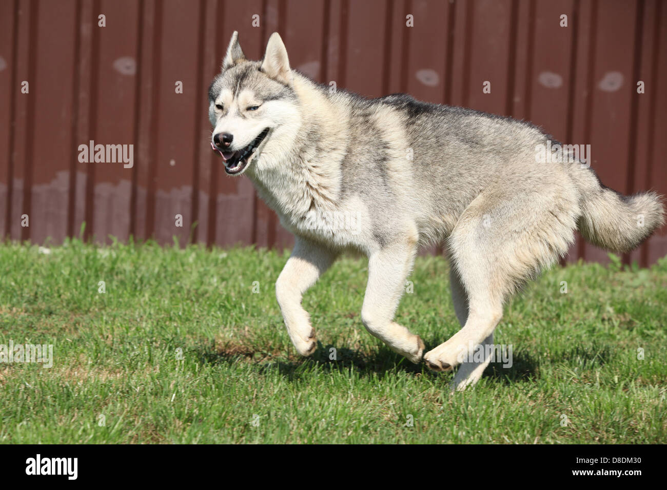 Siberian husky running and looking at you Stock Photo - Alamy