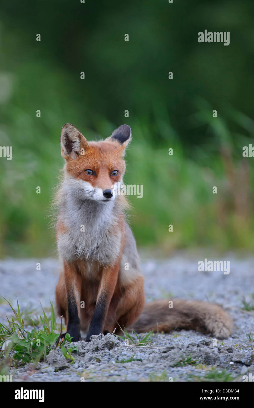 red fox, vulpes vulpes, lauvsnes, norway Stock Photo - Alamy