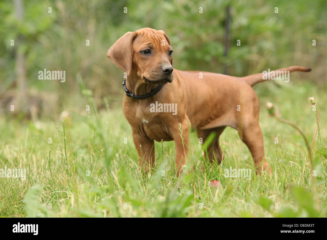 Rhodesian ridgeback puppy standing on the green grass Stock Photo - Alamy