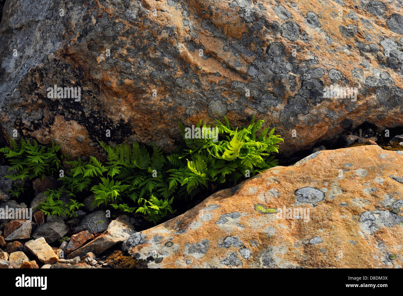 Clump of fragile ferns growing around rocks in Mt. Edith Cavell moraine ...