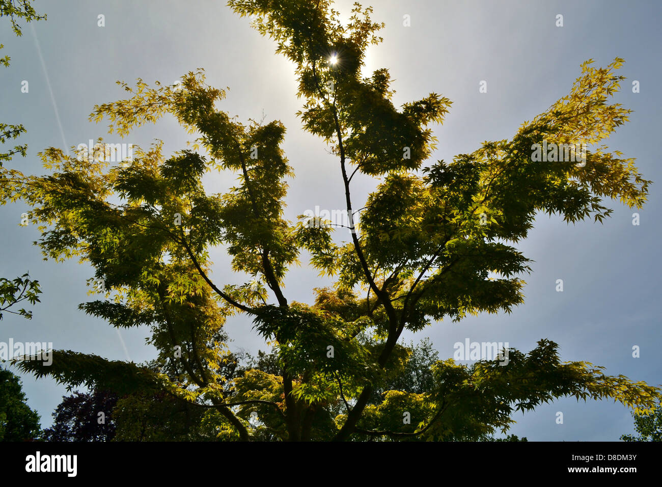 The Japanese garden in Holland Park, west London Stock Photo - Alamy
