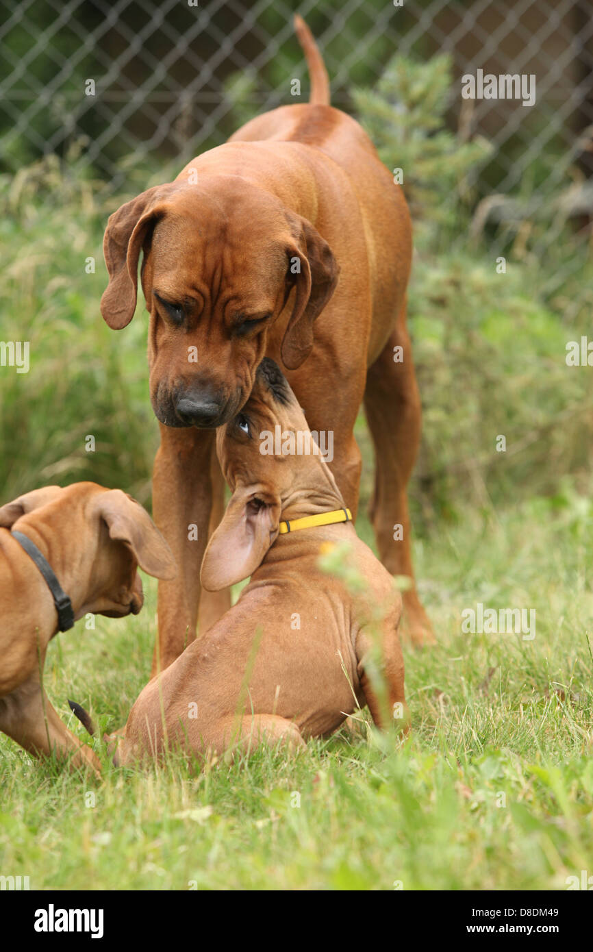 Rhodesian ridgeback puppy playing with it's mother Stock Photo - Alamy