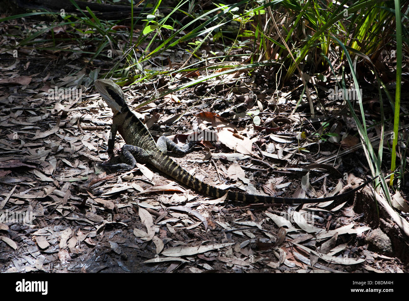 A view of a Goanna in Sydney, Australia Stock Photo - Alamy