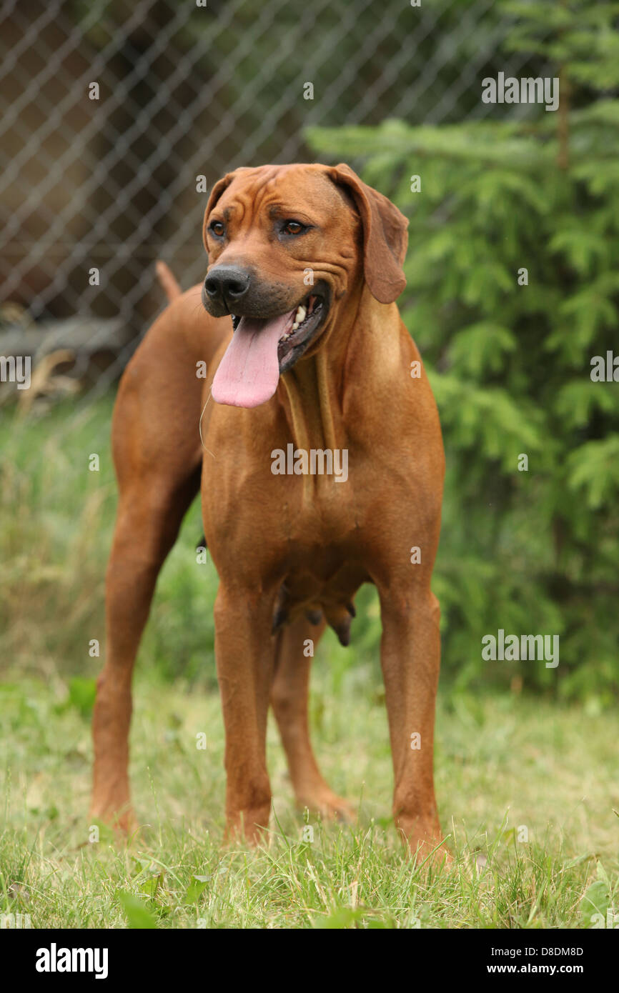 Rhodesian ridgeback bitch standing on the green grass Stock Photo - Alamy