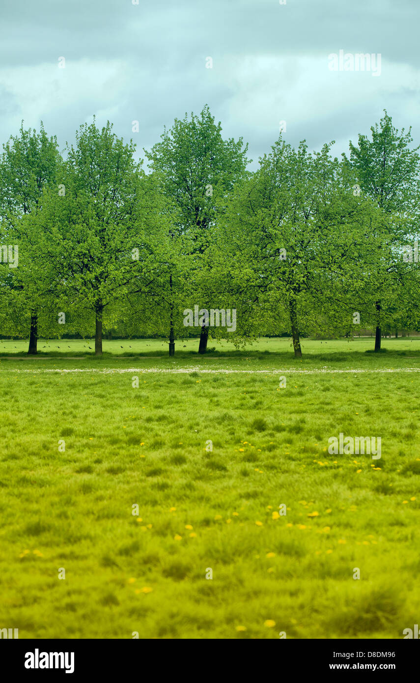 Bright Park Line of Trees with Grass Foreground - Clapham Common ...