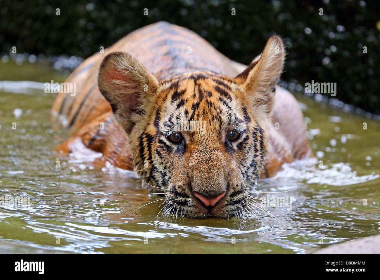 Five tiger hi-res stock photography and images - Alamy