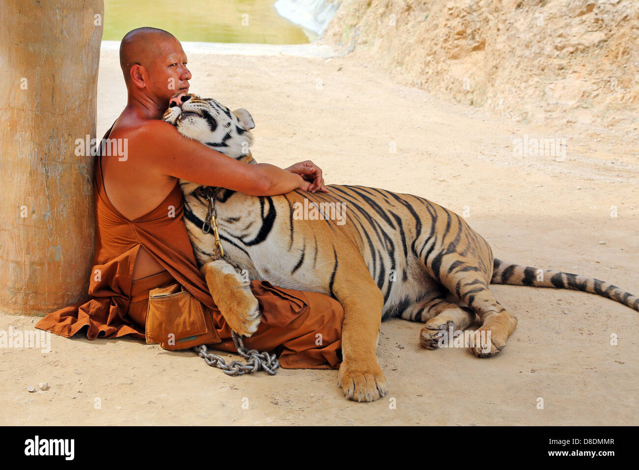 Friendly tigers hi-res stock photography and images - Alamy