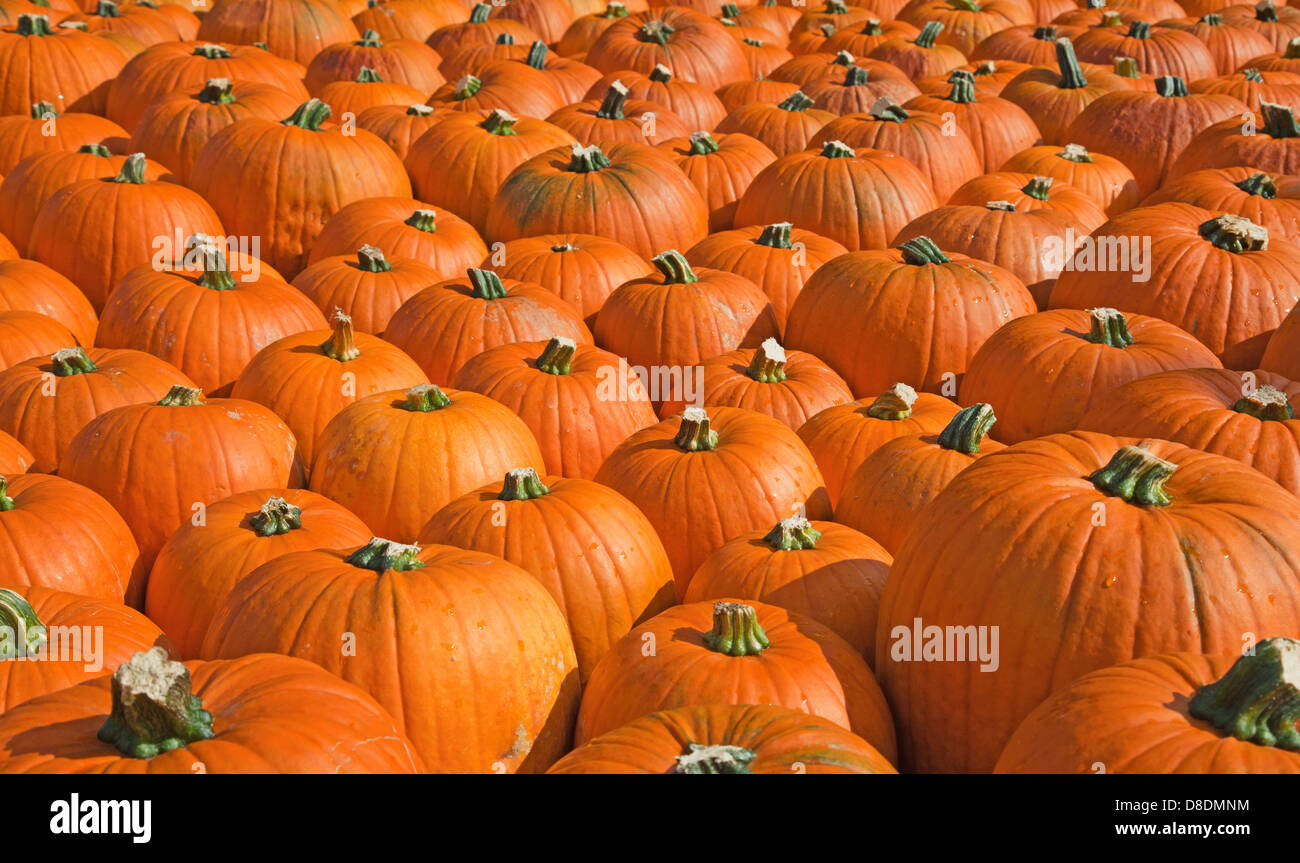 Colorful pumpkins collection on the market Stock Photo - Alamy
