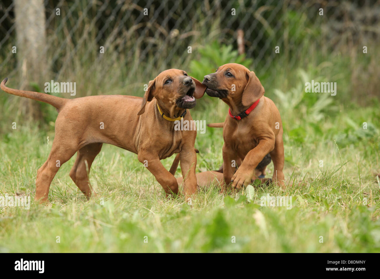 Two Rhodesian ridgeback puppies playing with each other Stock Photo - Alamy