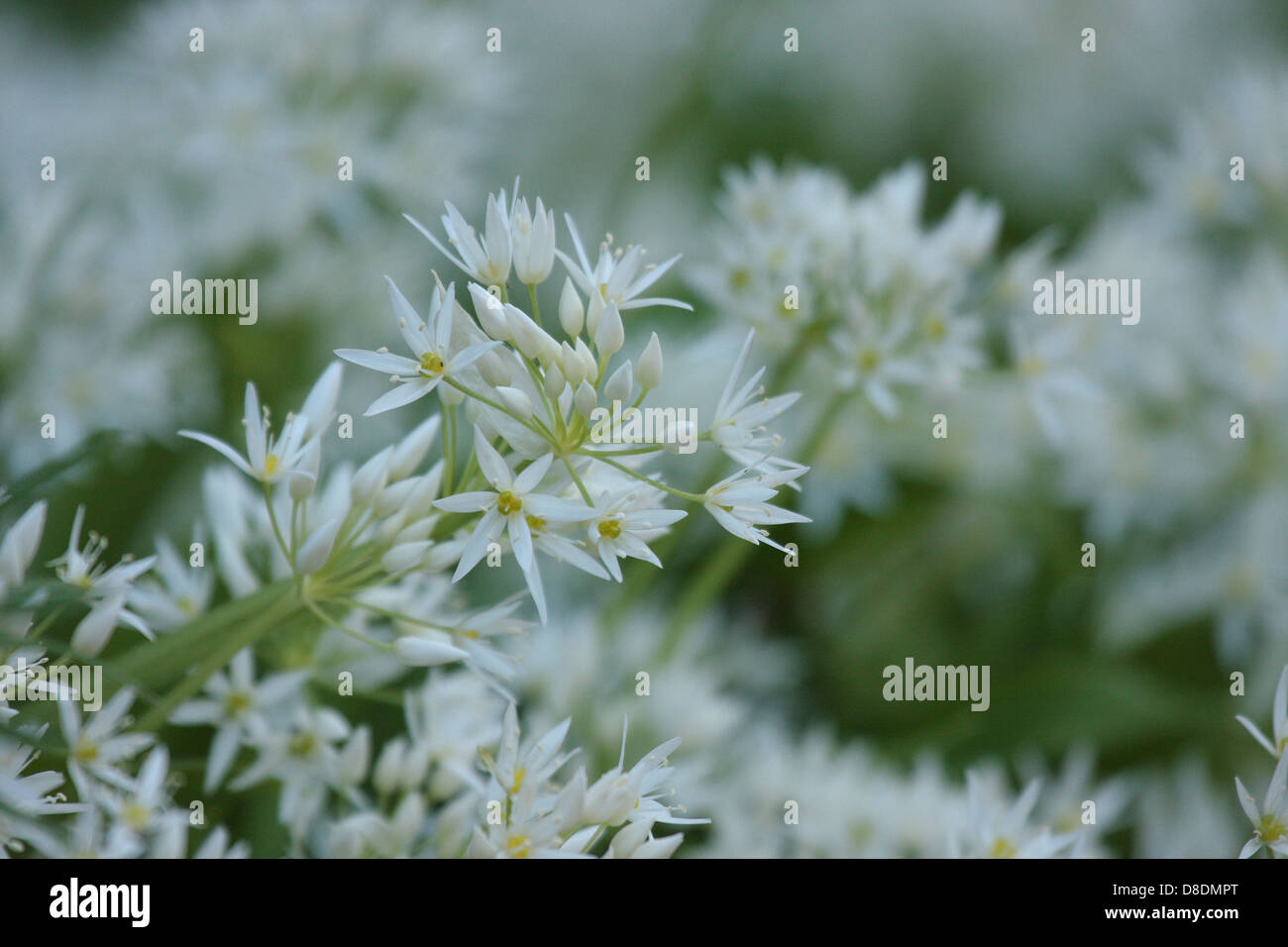 Three Cornered Garlic Stock Photo - Alamy
