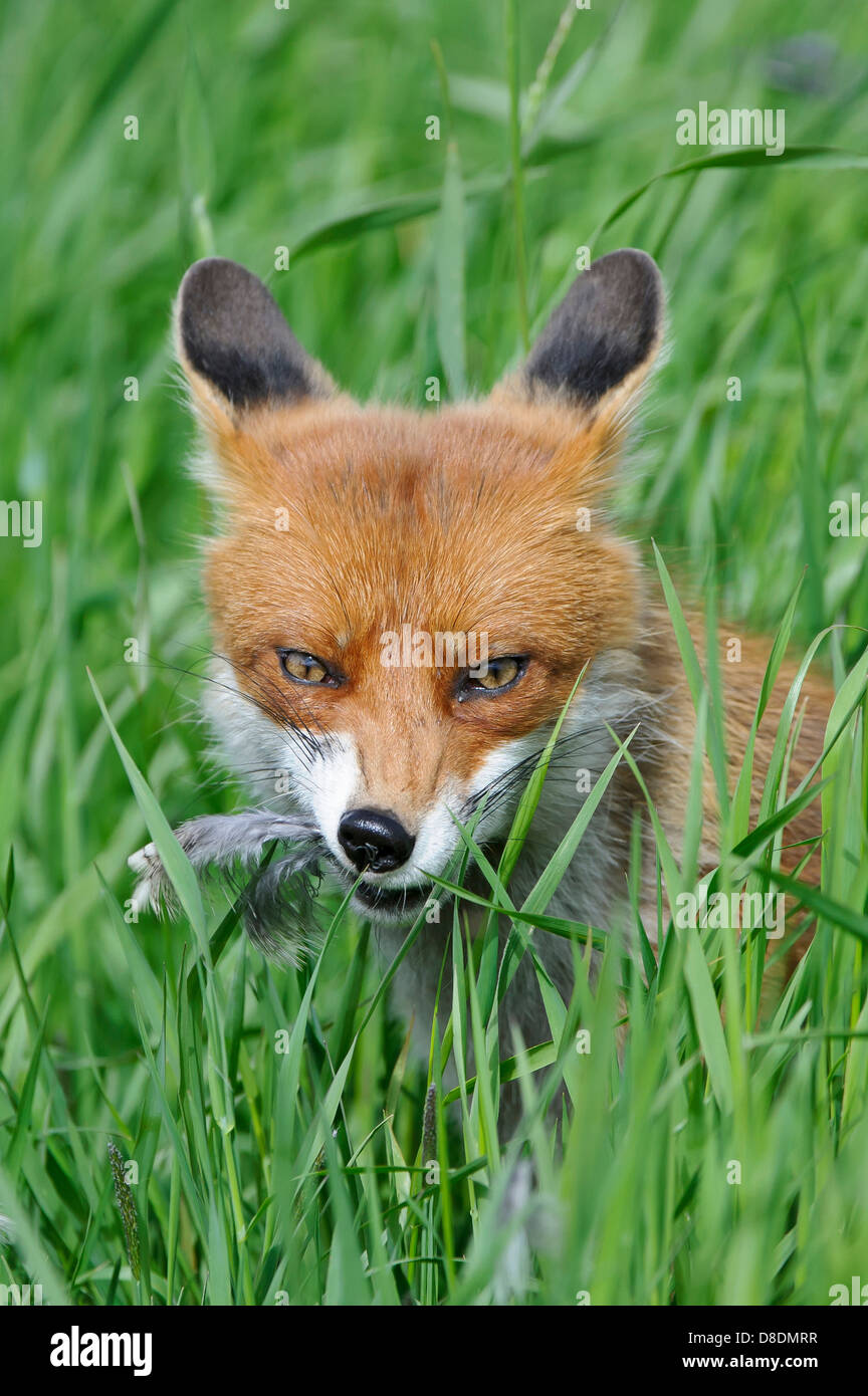 red fox, vulpes vulpes, lauvsnes, norway Stock Photo - Alamy