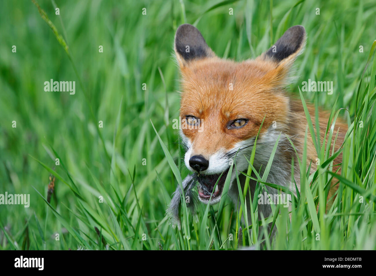 red fox, vulpes vulpes, lauvsnes, norway Stock Photo - Alamy