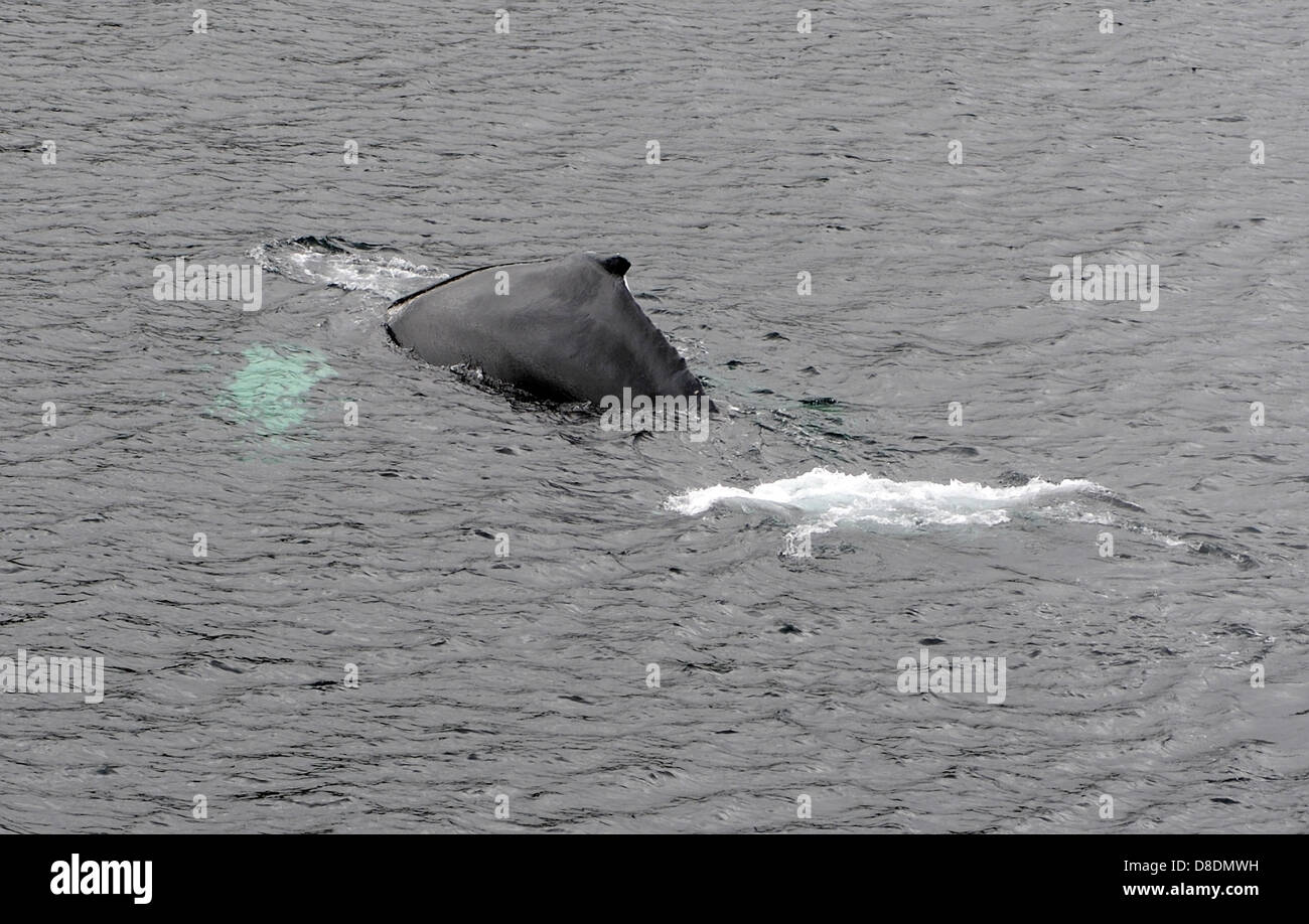 A humpback whale (Megaptera novaeangliae) starts its dive displaying ...
