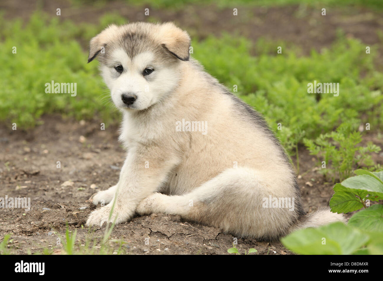Alaskan Malamute puppy sitting on the garden Stock Photo - Alamy