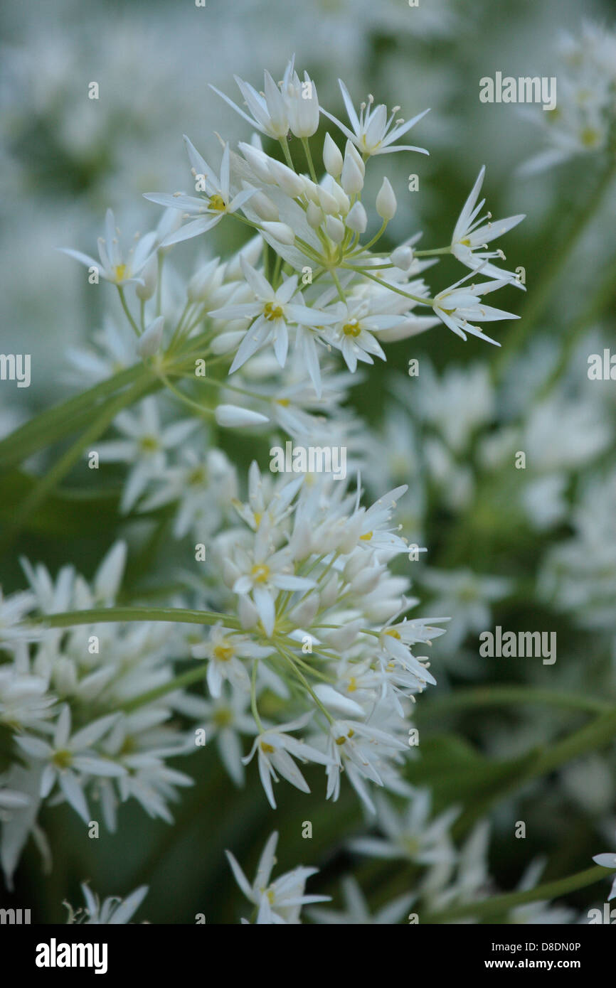 Three Cornered Garlic Stock Photo - Alamy