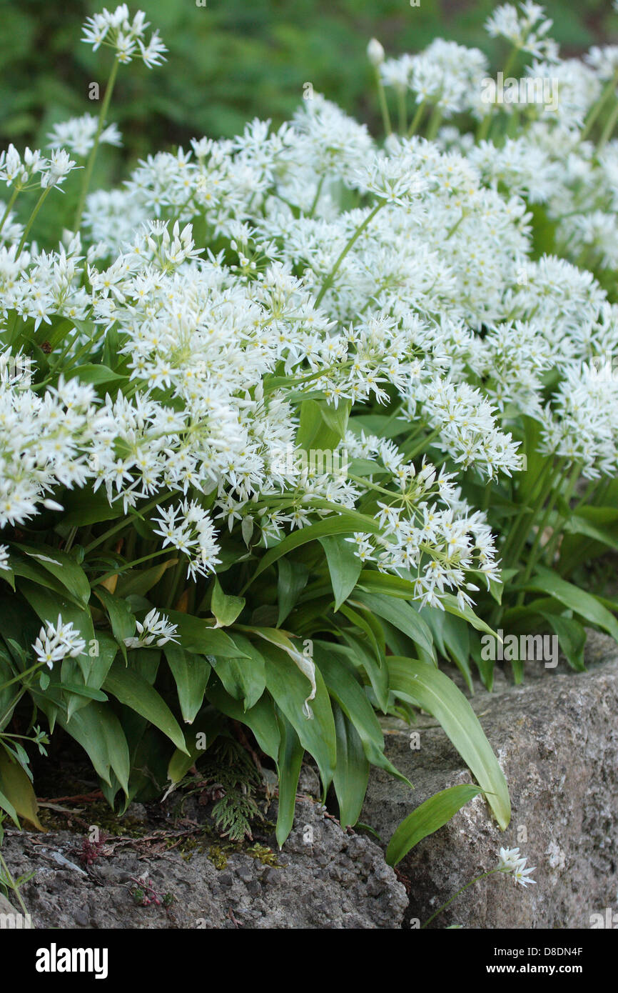 Three Cornered Garlic Stock Photo - Alamy