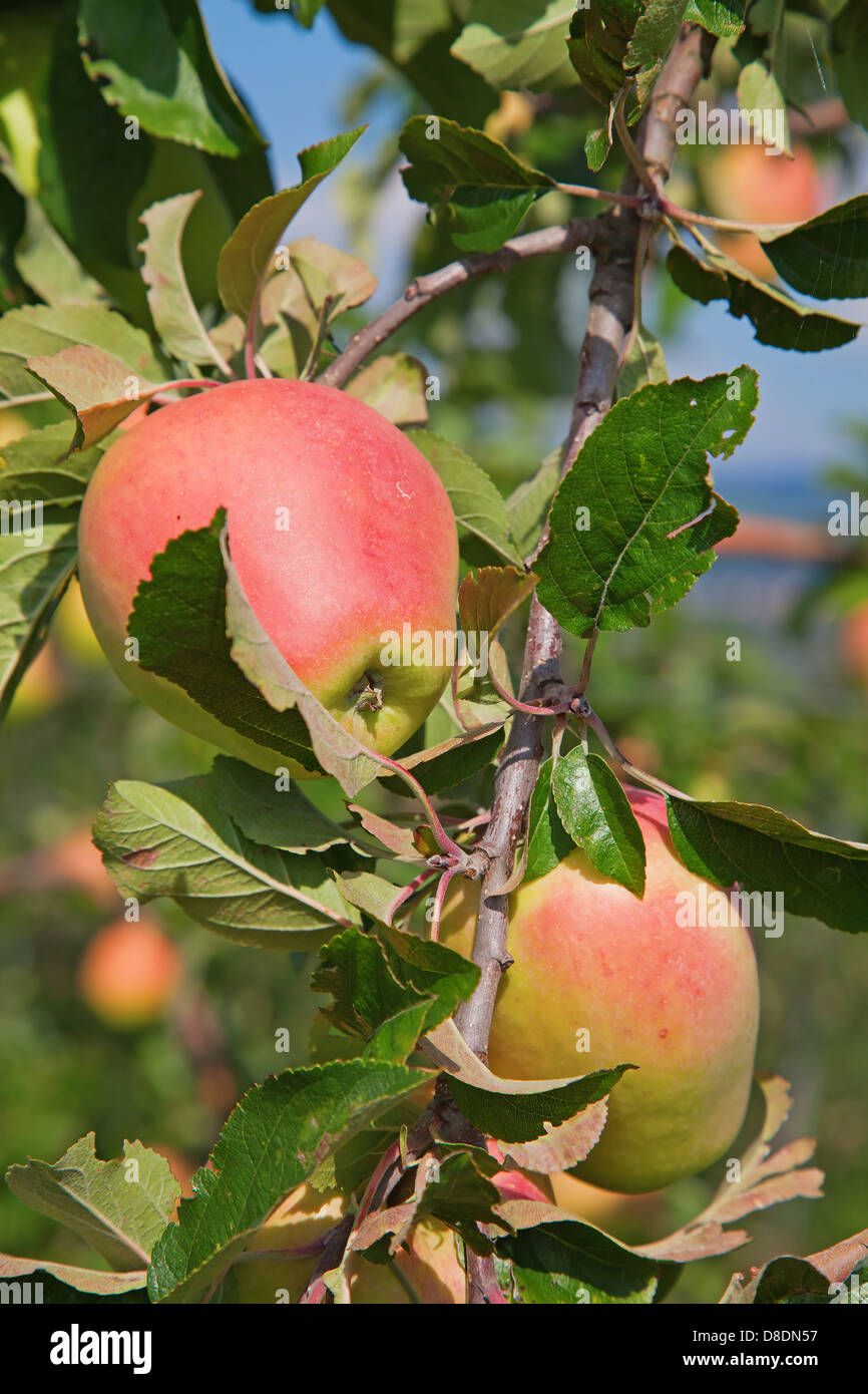 Apple garden full of riped red apples Stock Photo - Alamy