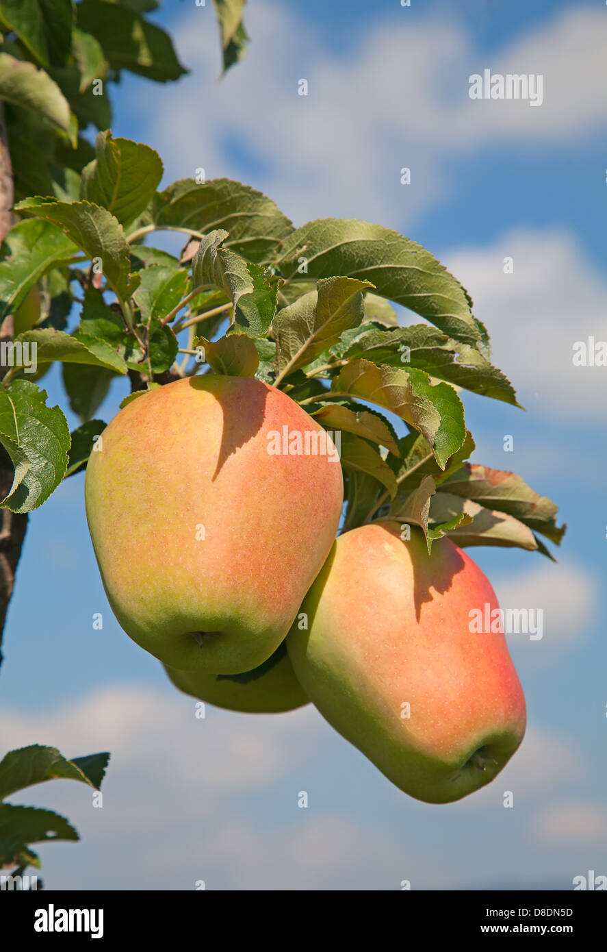 Apple garden full of riped red apples Stock Photo - Alamy