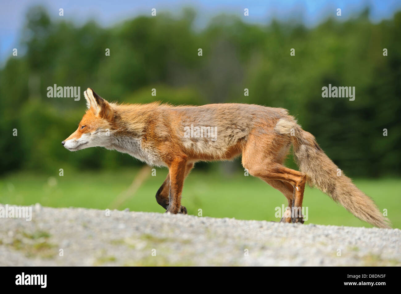 red fox, vulpes vulpes, lauvsnes, norway Stock Photo - Alamy