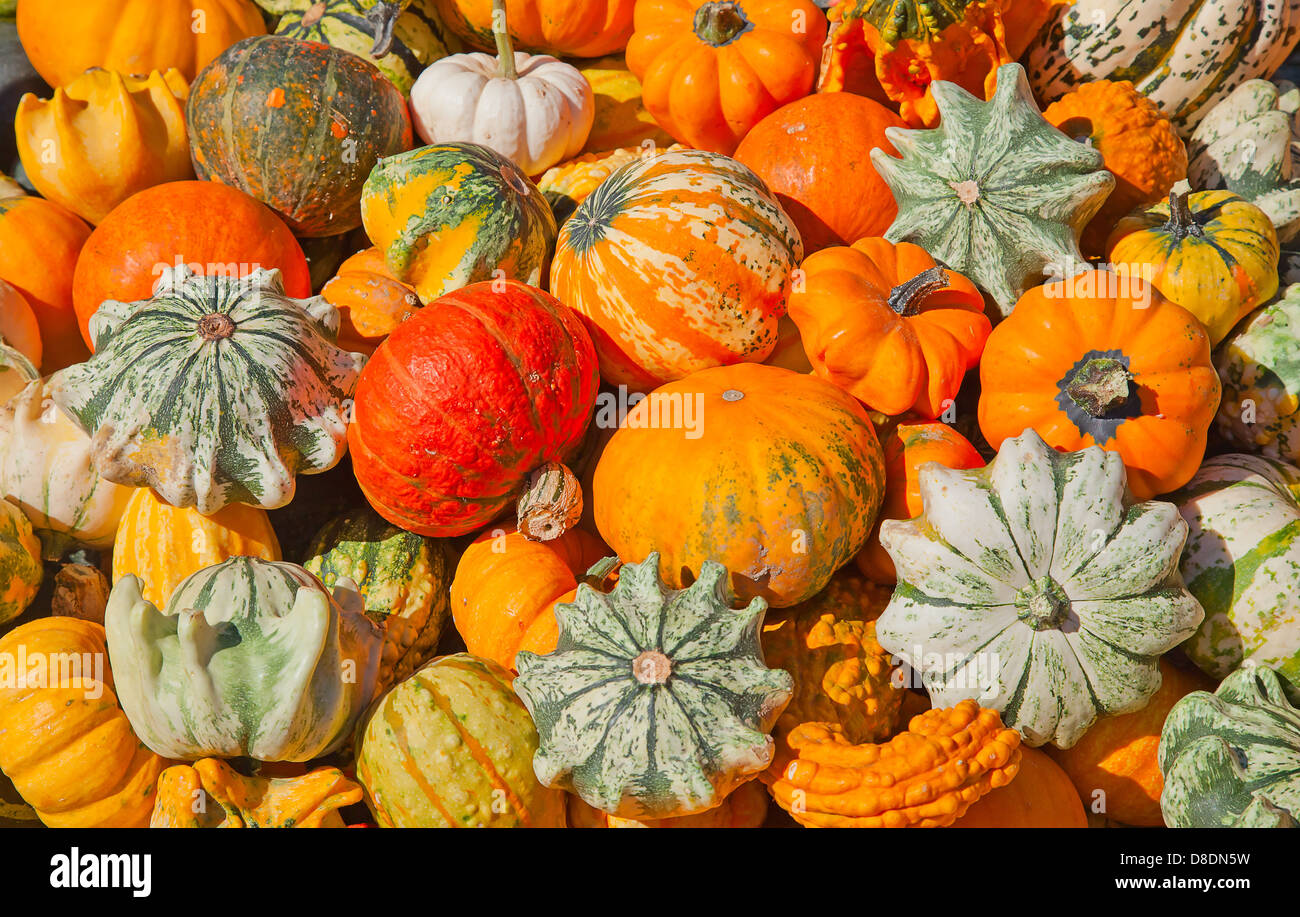 Colorful pumpkins collection on the autumn market Stock Photo - Alamy