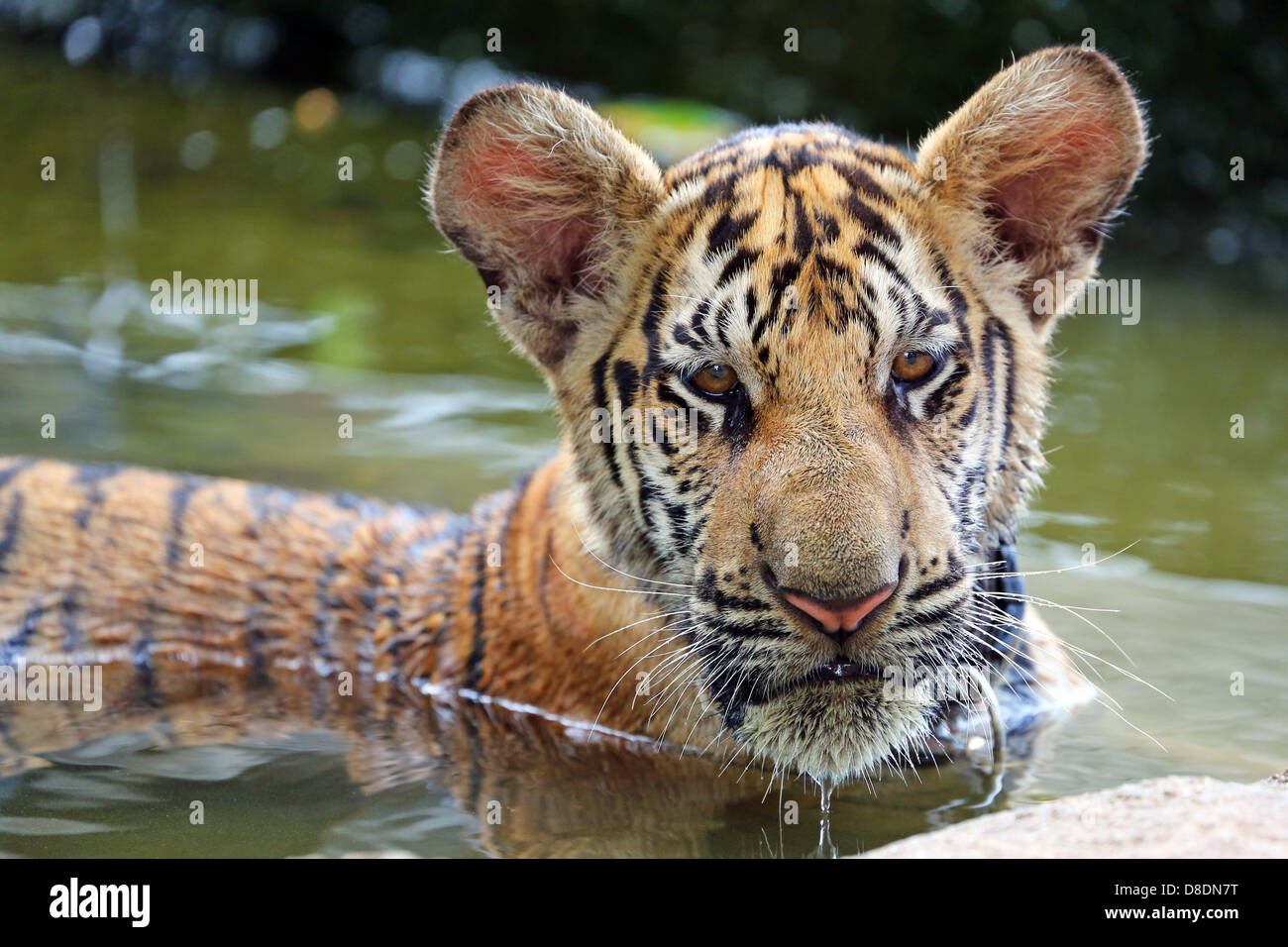 Five tiger hi-res stock photography and images - Alamy