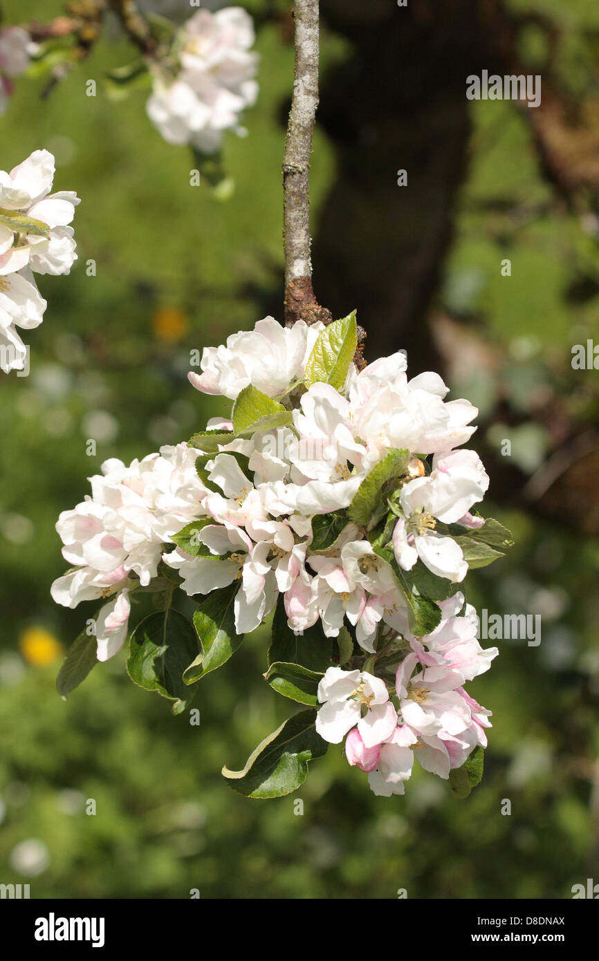 Apple orchard pollination hi-res stock photography and images - Alamy