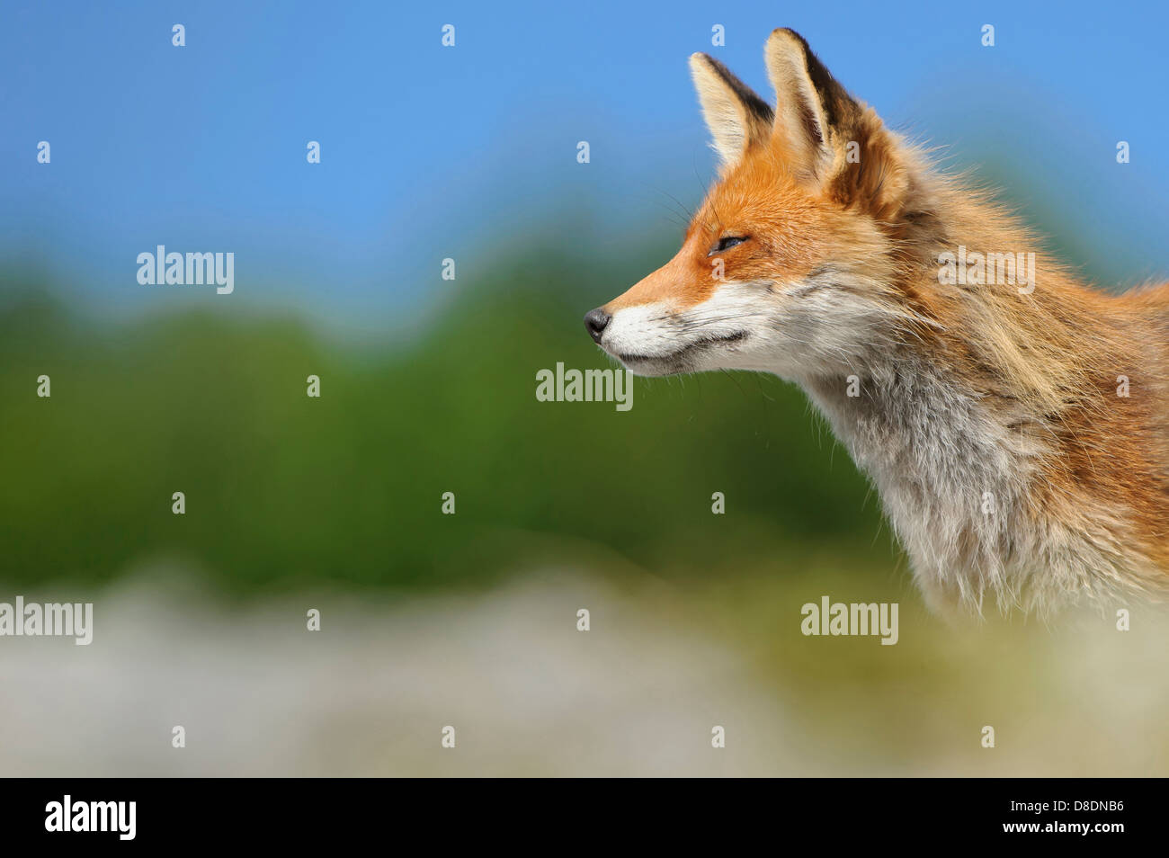 Fox Standing High Resolution Stock Photography and Images - Alamy