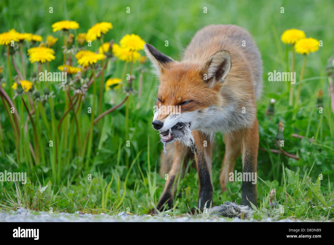 red fox, vulpes vulpes, lauvsnes, norway Stock Photo - Alamy