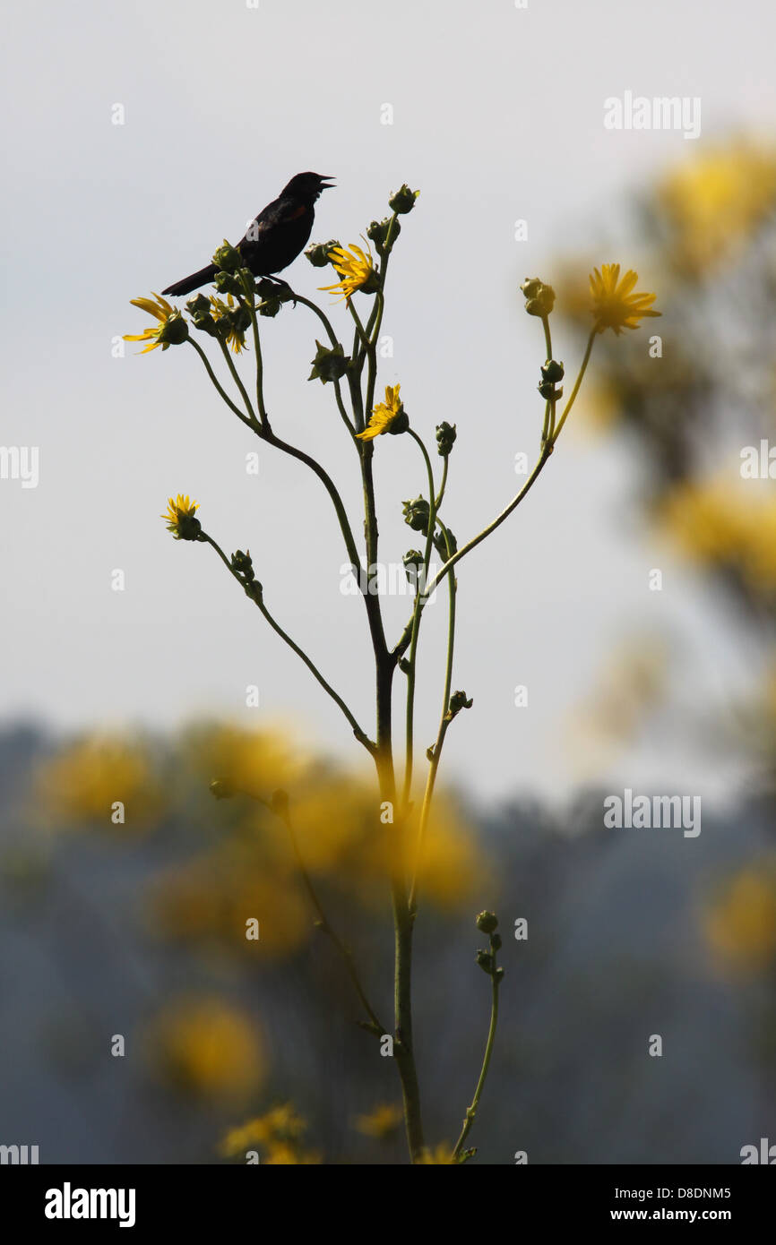 Red winged blackbird on prairie dock Ohio in territory Stock Photo - Alamy