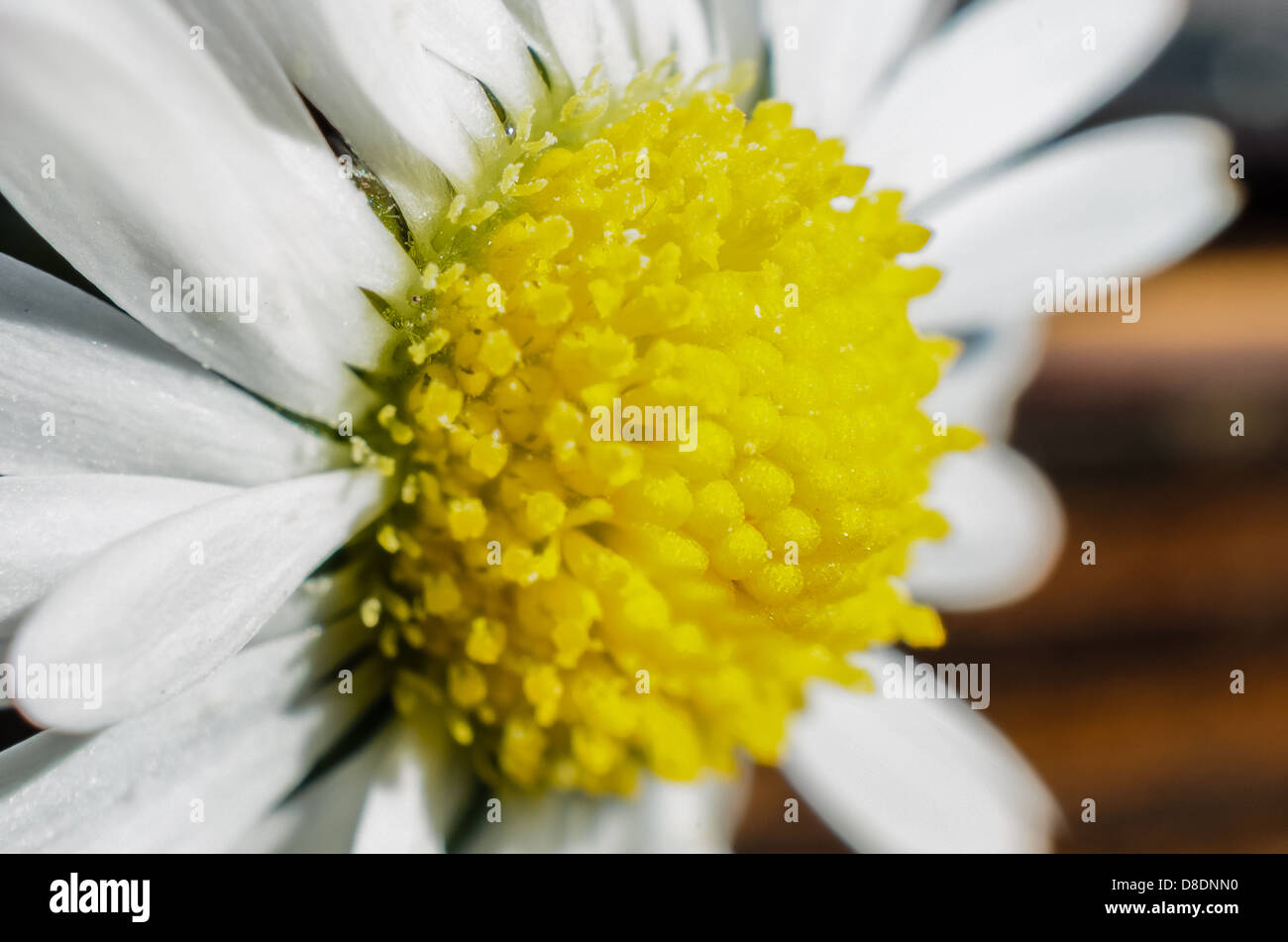 Close up of a Daisy Stock Photo - Alamy