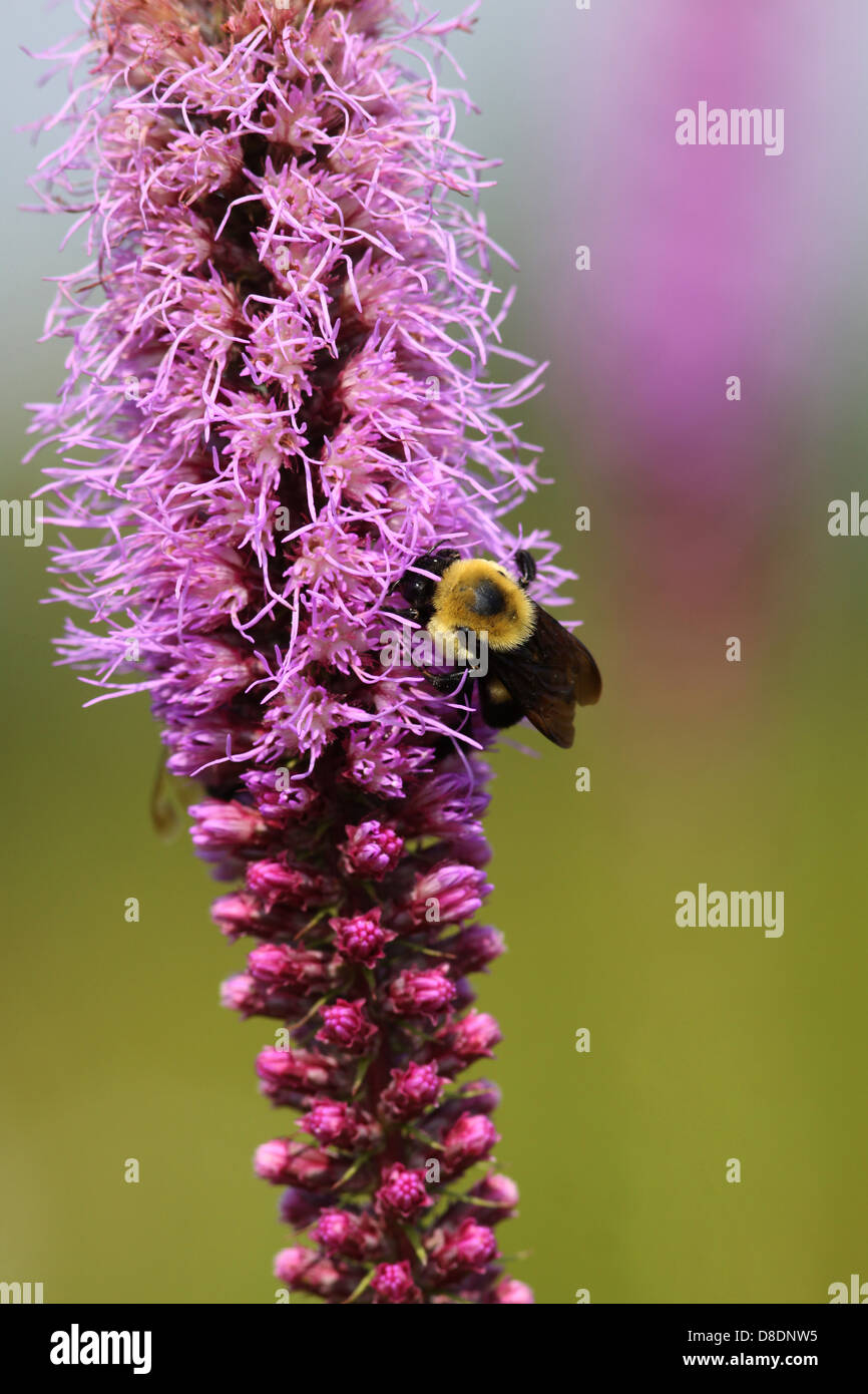 Bumblebee on blasing star flower prairie Ohio Stock Photo - Alamy