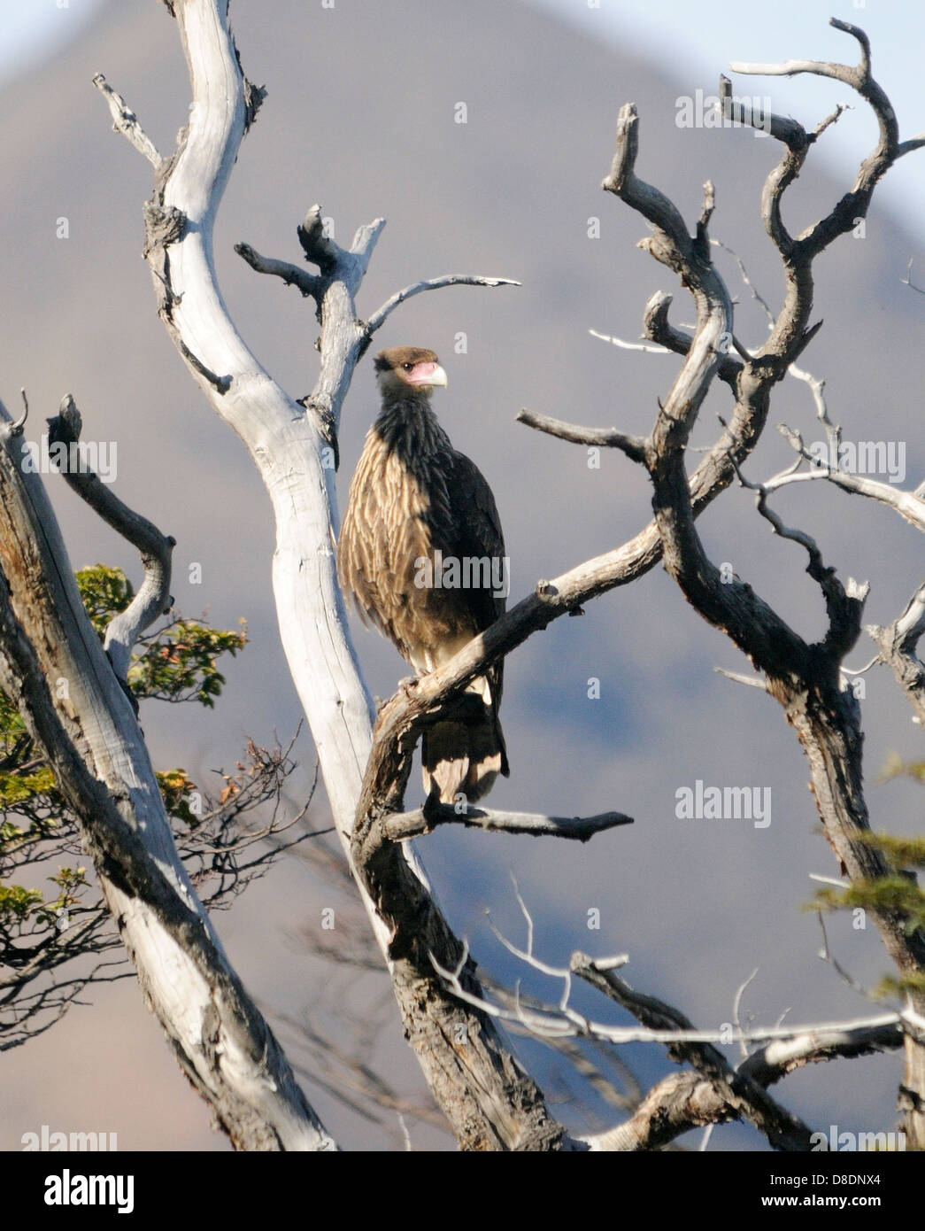 An immature Mountain Caracara (Phalcoboenus megalopterus) sits ...