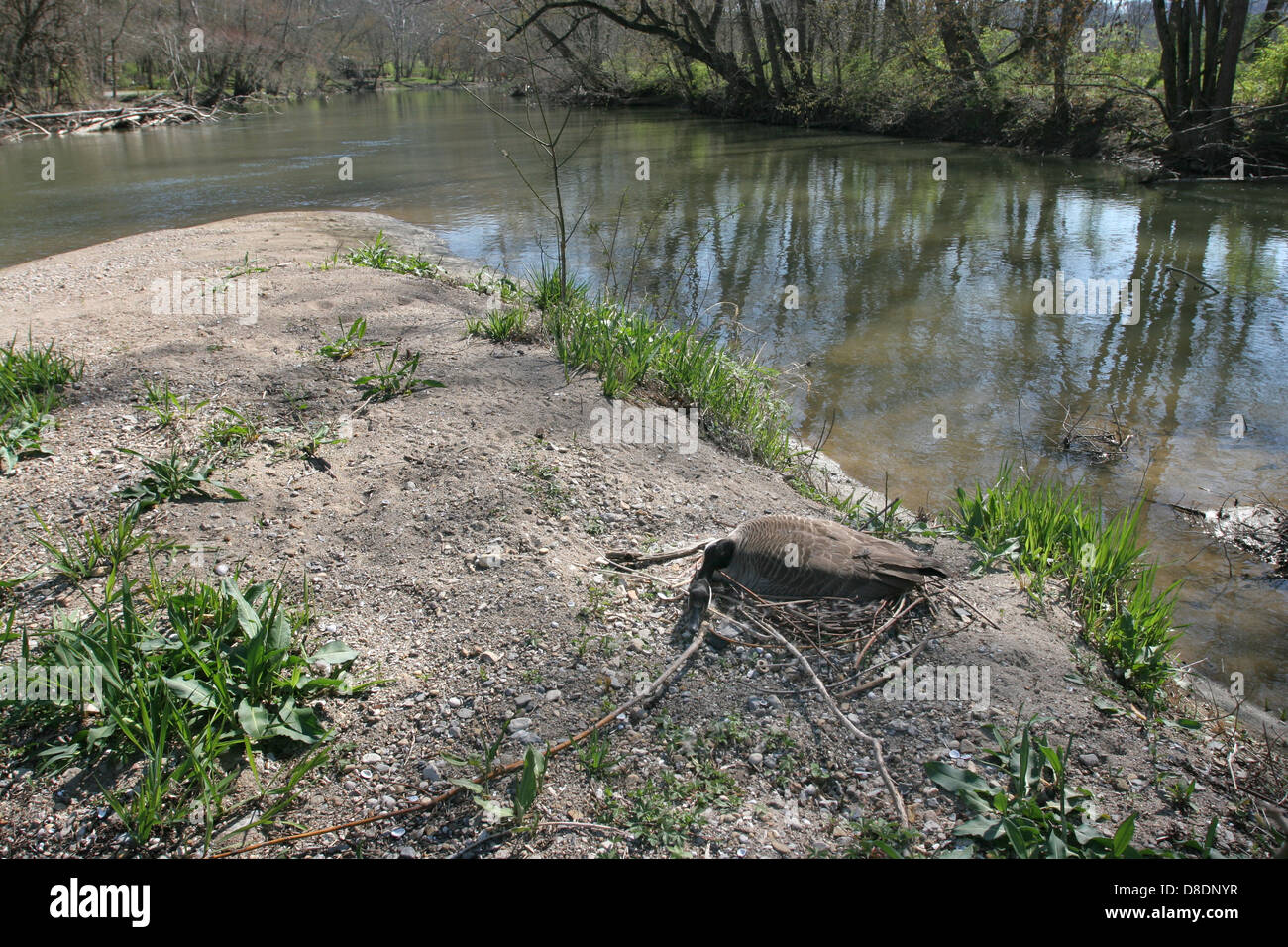 Canada goose defending nest sand bar Little Miami River Ohio Stock ...
