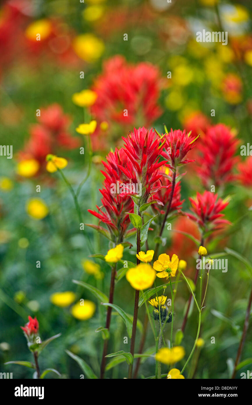 Common native wildflowers hi-res stock photography and images - Alamy