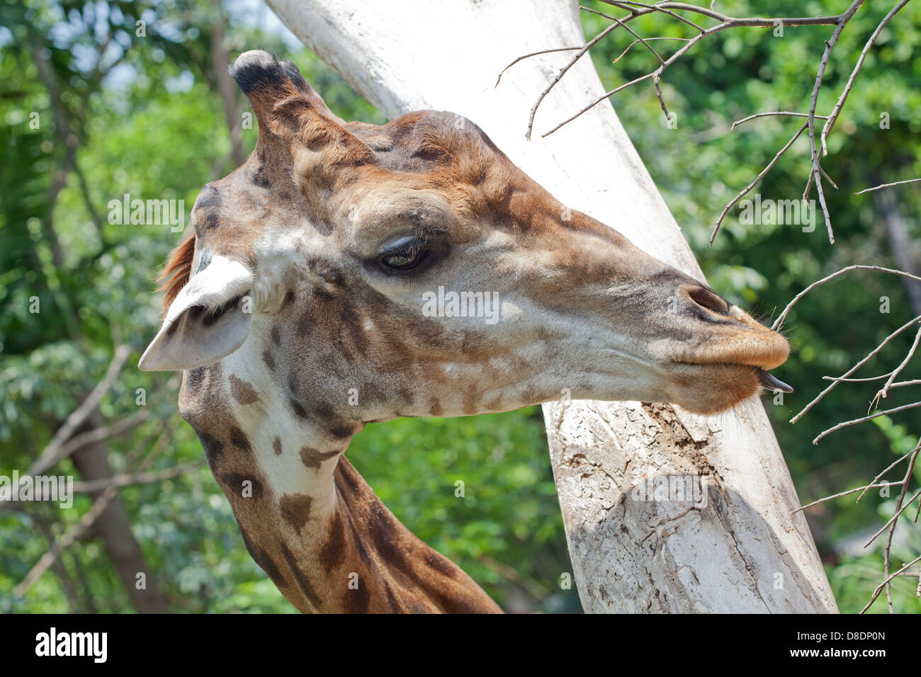 Giraffe stretching hi-res stock photography and images - Alamy