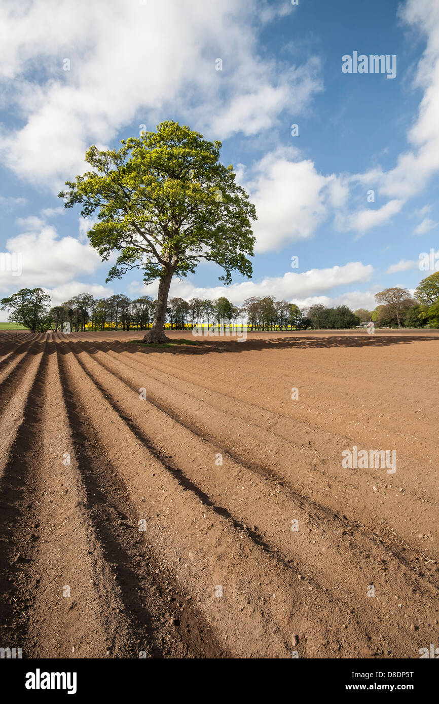 Ploughed earth and field at Fettercairn in the Mearns at Aberdeenshire ...