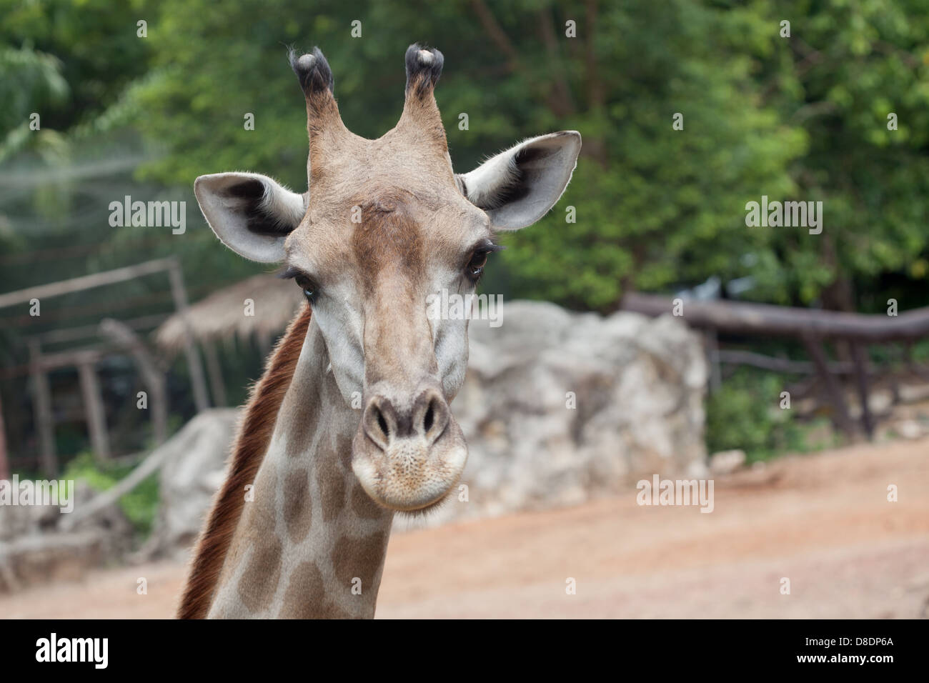 Giraffe pet hi-res stock photography and images - Alamy