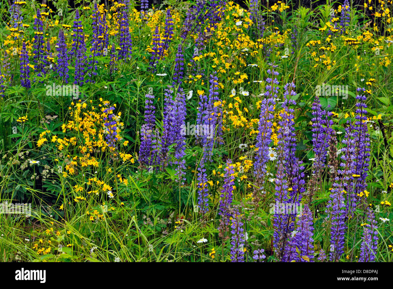 List Of British Wildflowers at Joel Morton blog